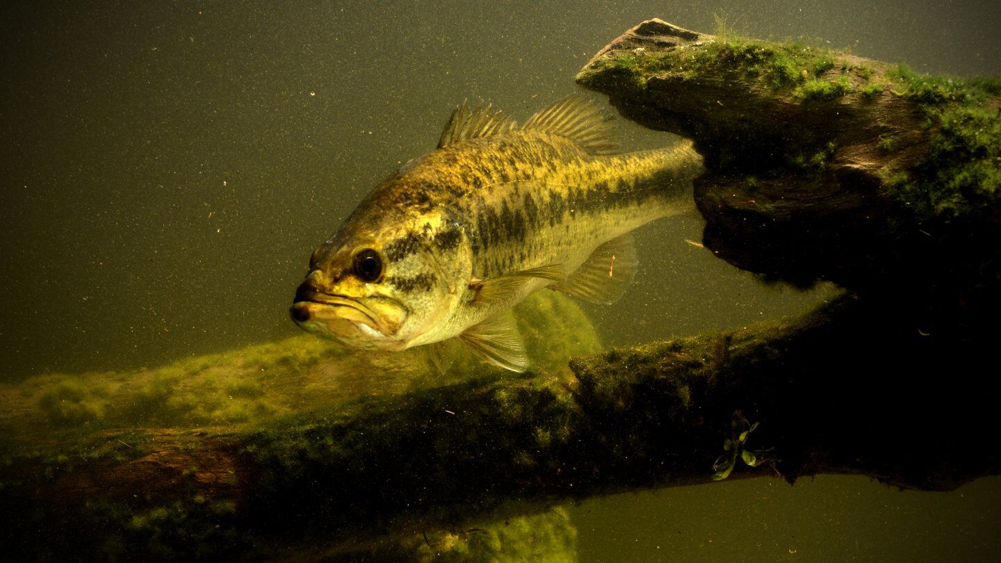 Partnering with Jones Lake Management to Stock Native Farm-Raised Fish