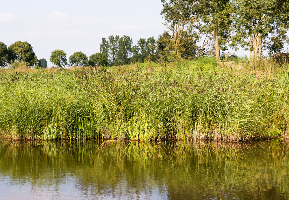 Understanding and Managing Invasive Phragmites: A Guide by Jones Lake ...
