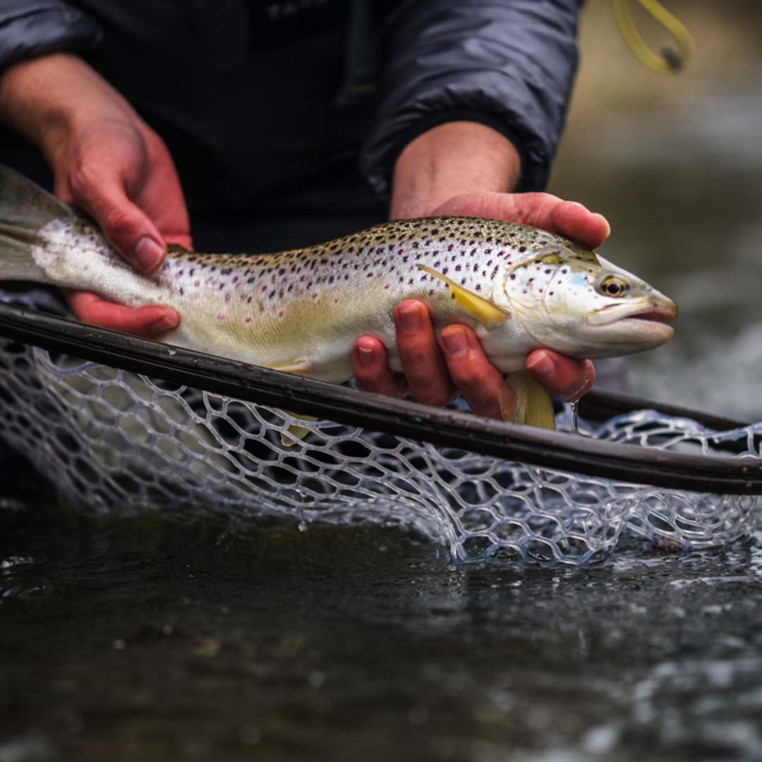 Fish Stocking for Community Ponds: Bringing Residents Together